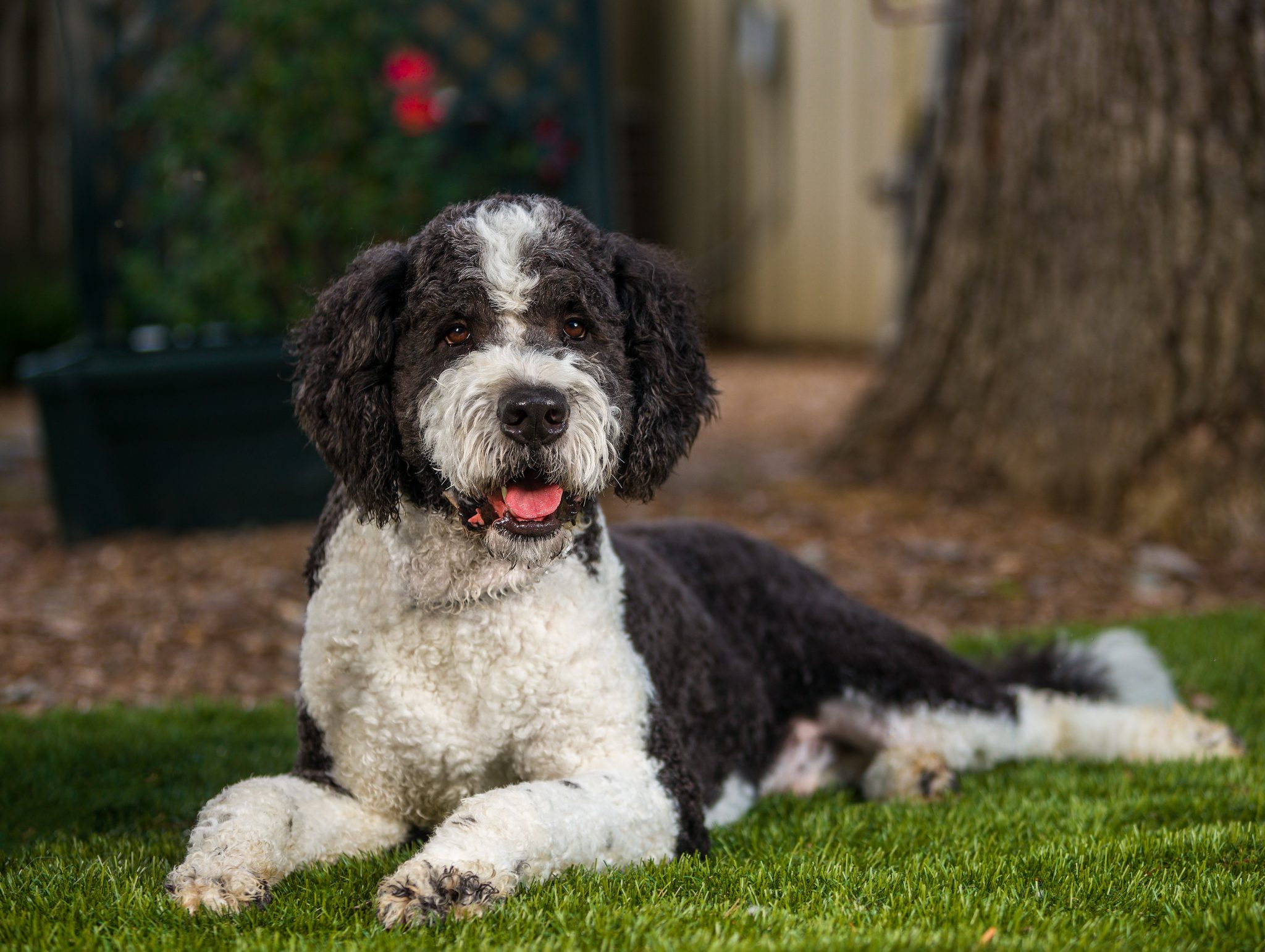 Fully Trained Adult Dogs for Sale | AdultTrainedDogs